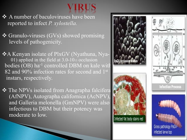 Diamond back moth & its biological control | PPTX | Agriculture ...