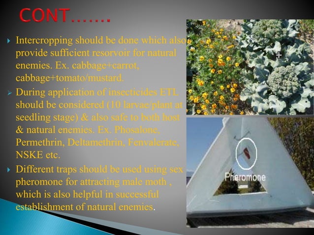 Diamond back moth & its biological control | PPTX | Agriculture ...