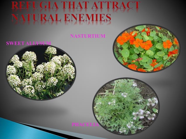 Diamond back moth & its biological control | PPTX | Agriculture ...