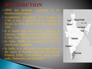 Diamond back moth & its biological control | PPTX