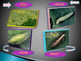 Diamond back moth & its biological control | PPTX