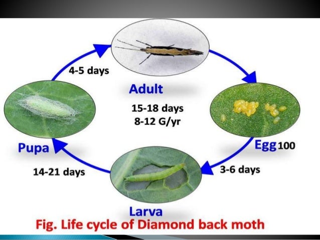 Diamond back moth & its biological control