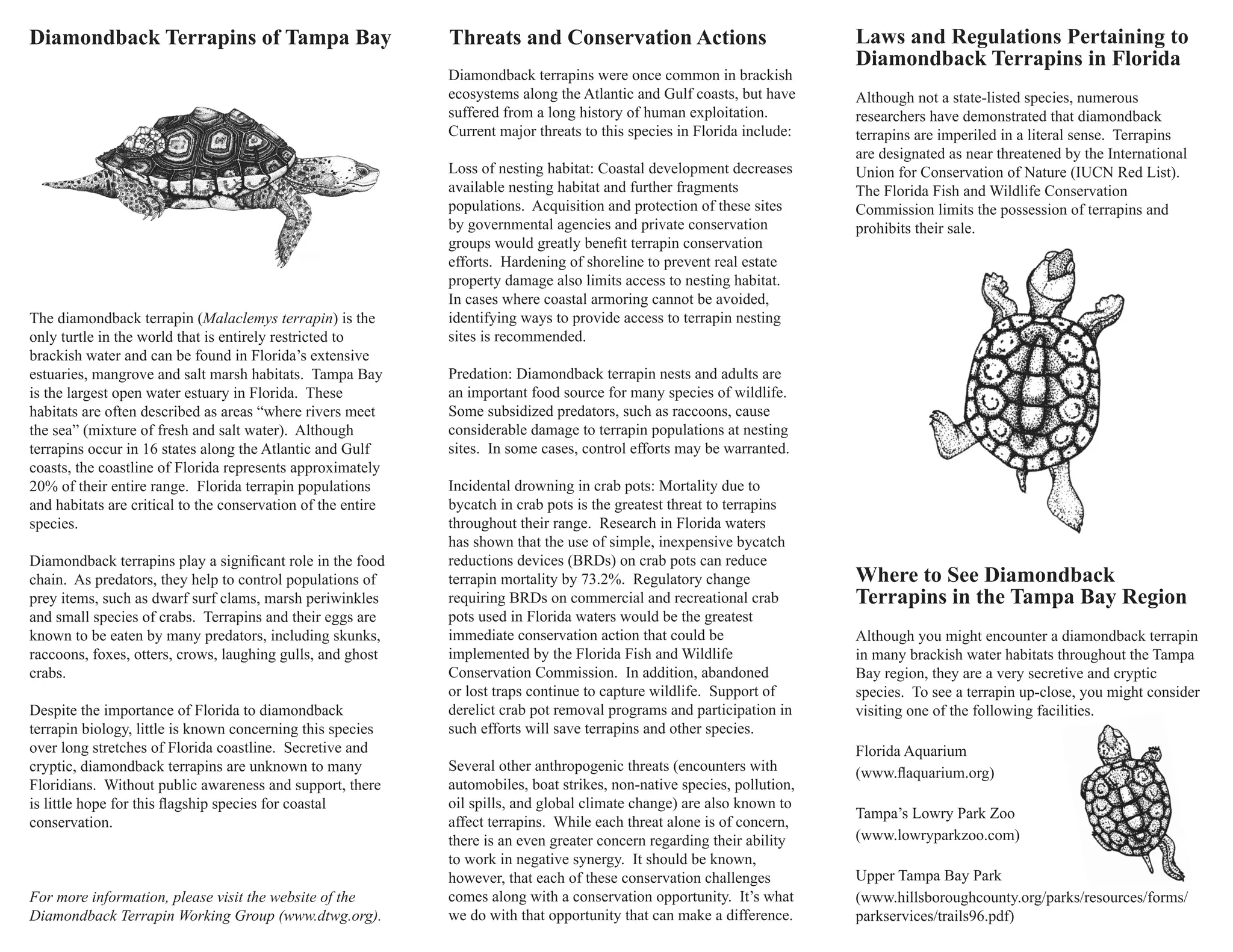 Diamondback terrapin brochure_(final) | PDF