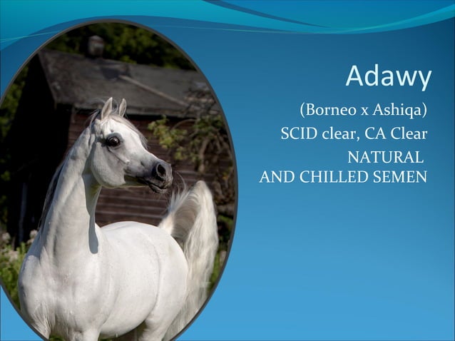 Diamond stallion auction 2014 | PPT