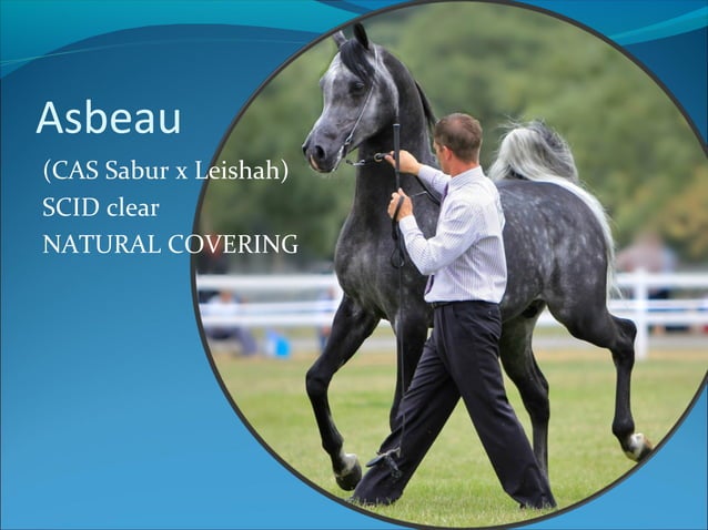 Diamond stallion auction 2014 | PPT