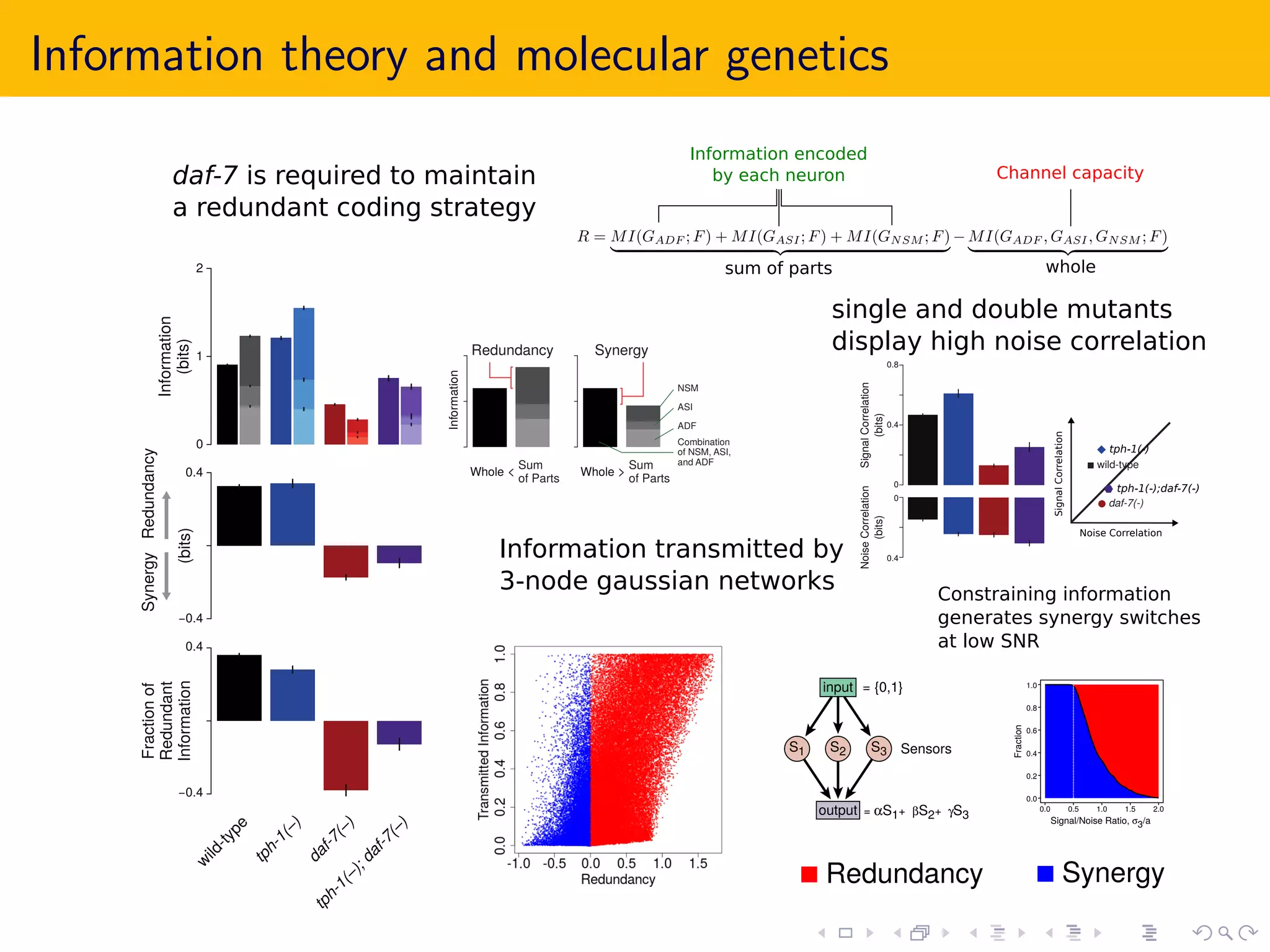 Genetic switch between redundancy and synergy in a multicellular gene ...