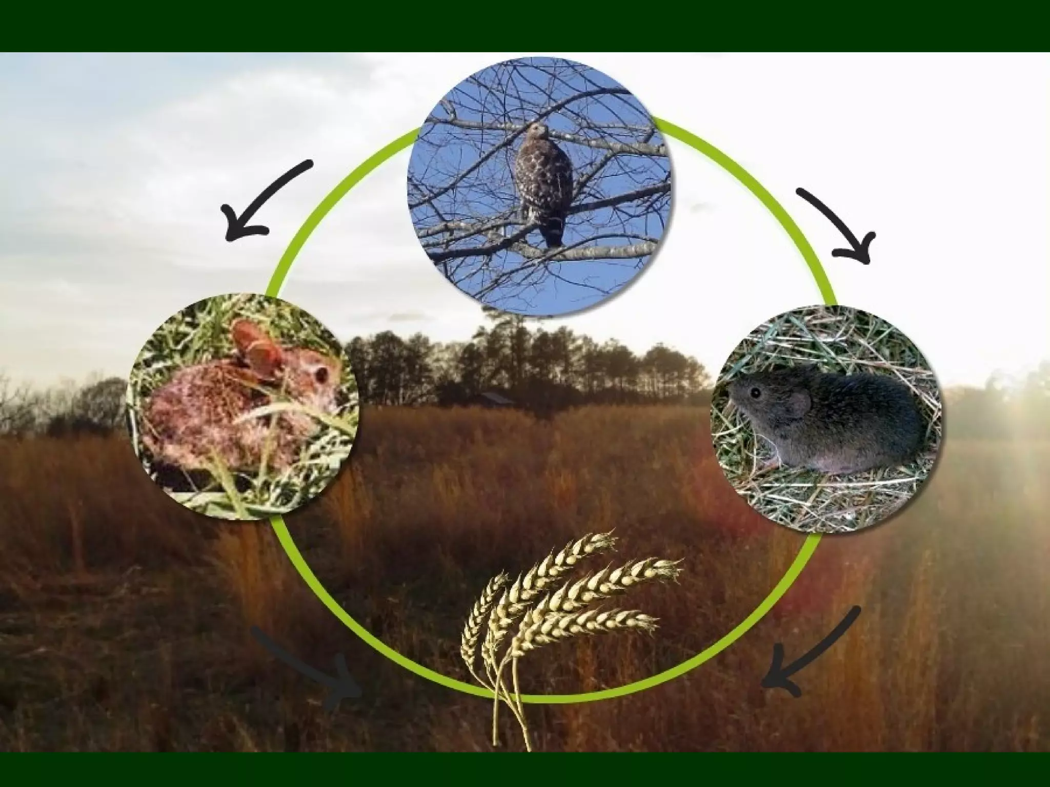 "Creating a Backyard Wildlife Habitat" by Diane Knight | PPT