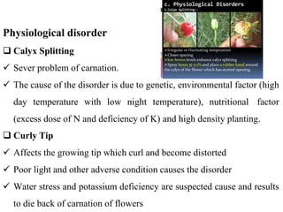 Introduction of Dianthus barbatus(carnation) | PDF