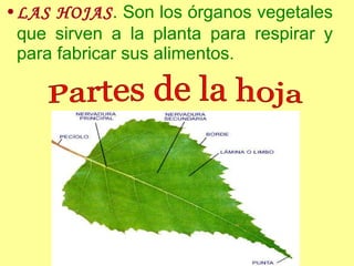 LA PLANTA | PPT