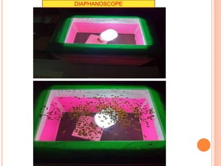 Diaphnoscope for seed testing | PPTX