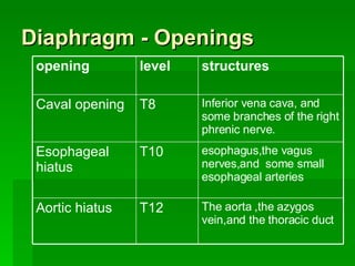 Diaphragm | PPT