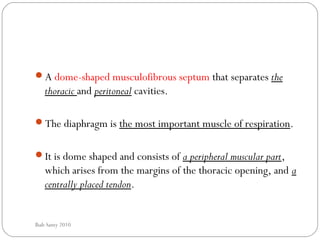 Diaphragm | PPT