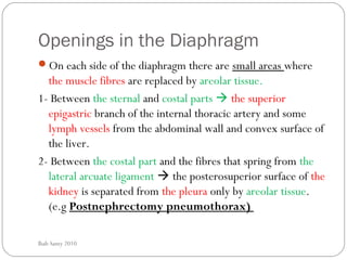 Diaphragm | PPT