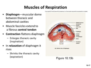 Diaphragm | PDF