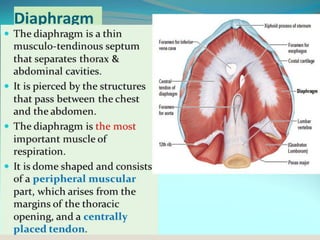 Diaphragm Definition