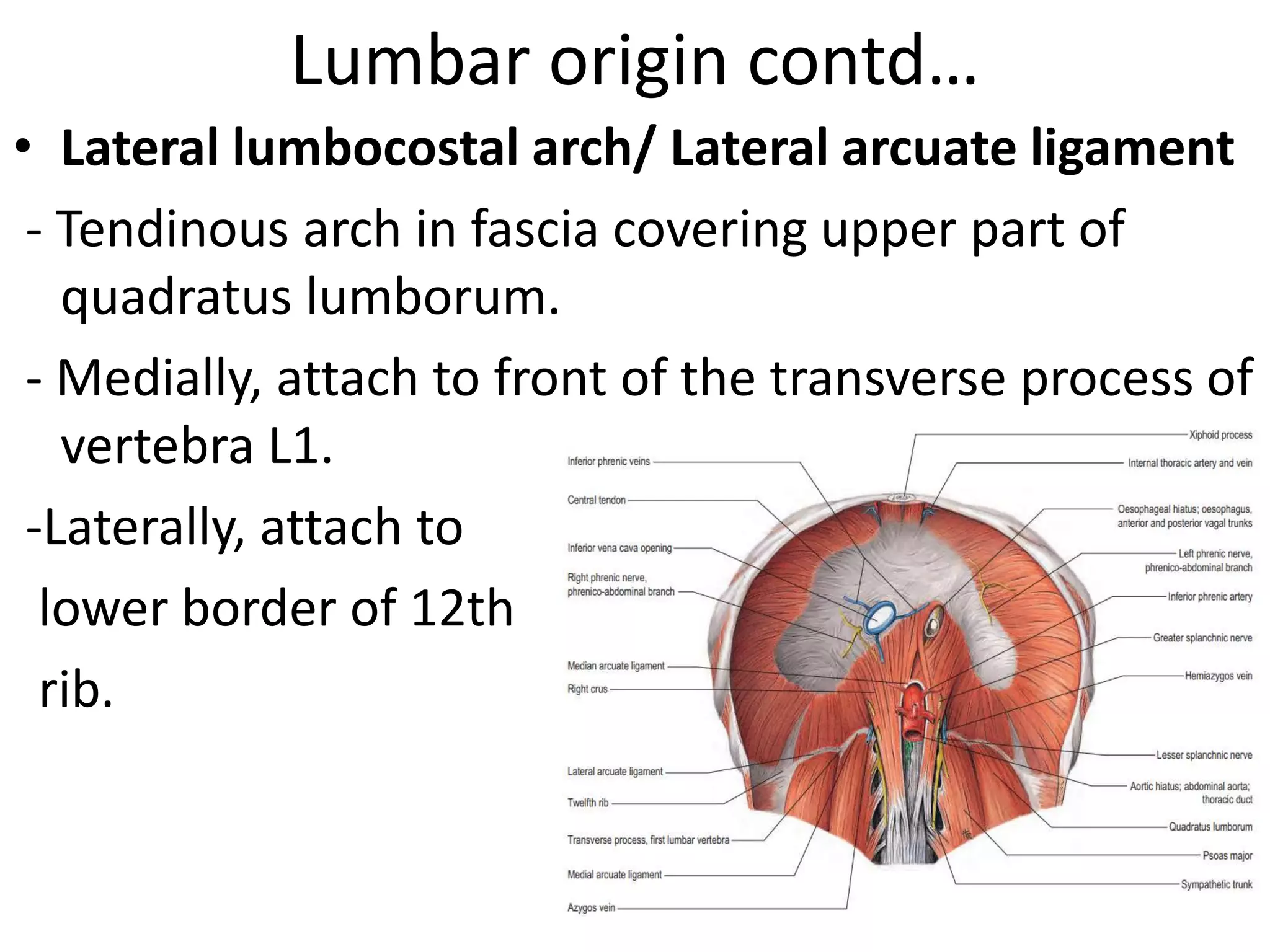 Anatomy of The Diaphragm | PPTX