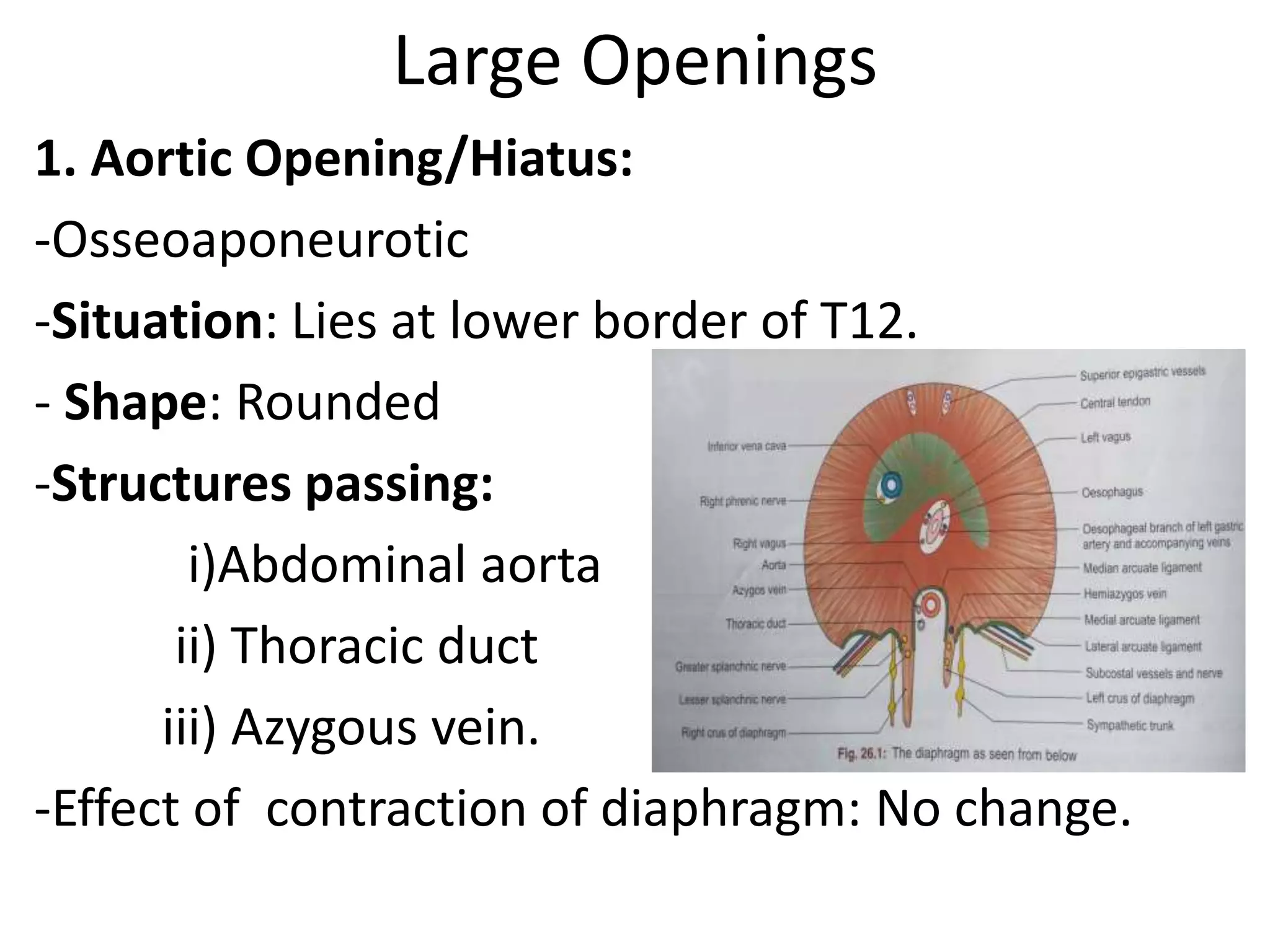 Anatomy of The Diaphragm | PPTX