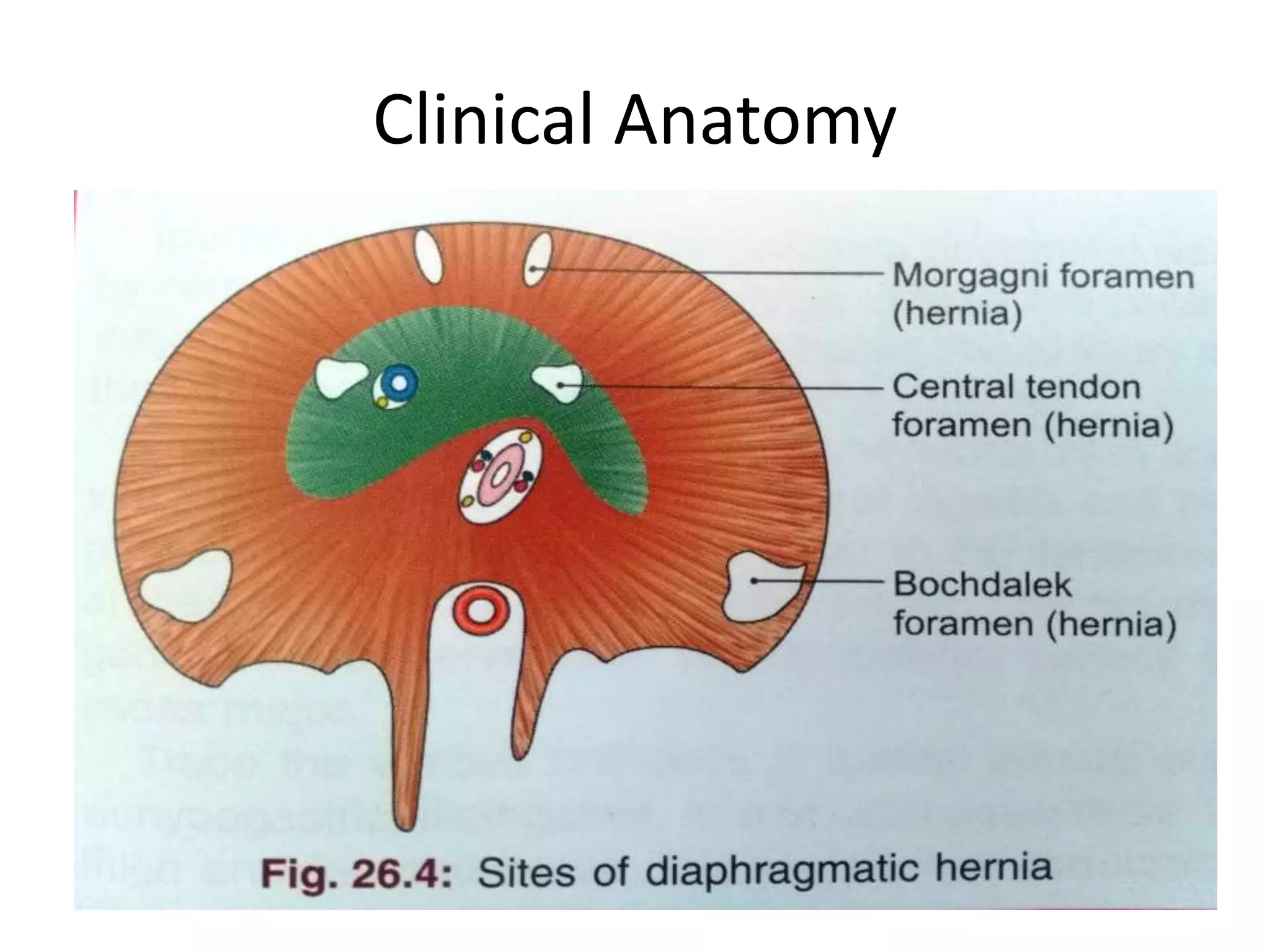 Anatomy of The Diaphragm | PPTX
