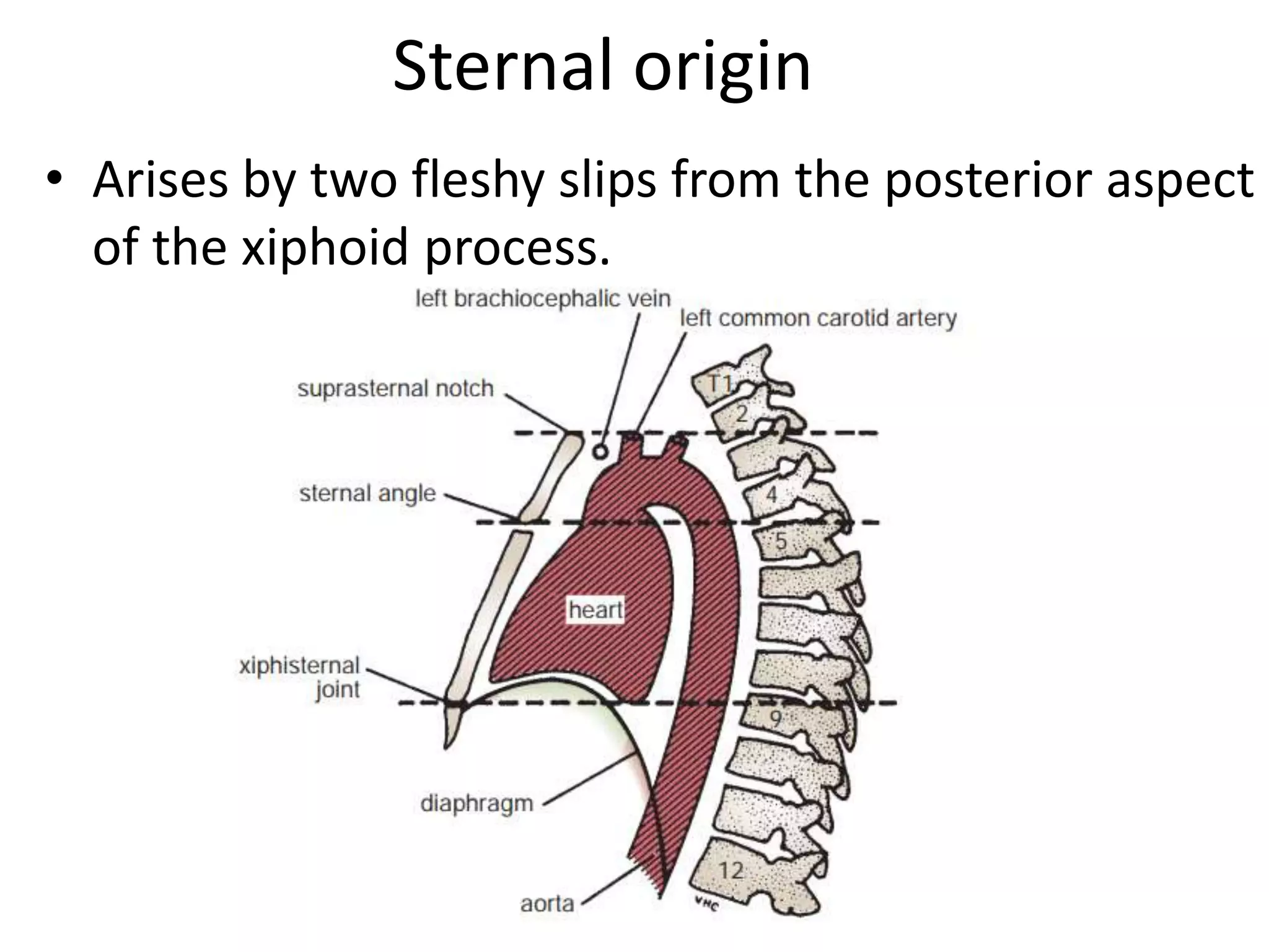 Anatomy of The Diaphragm | PPTX