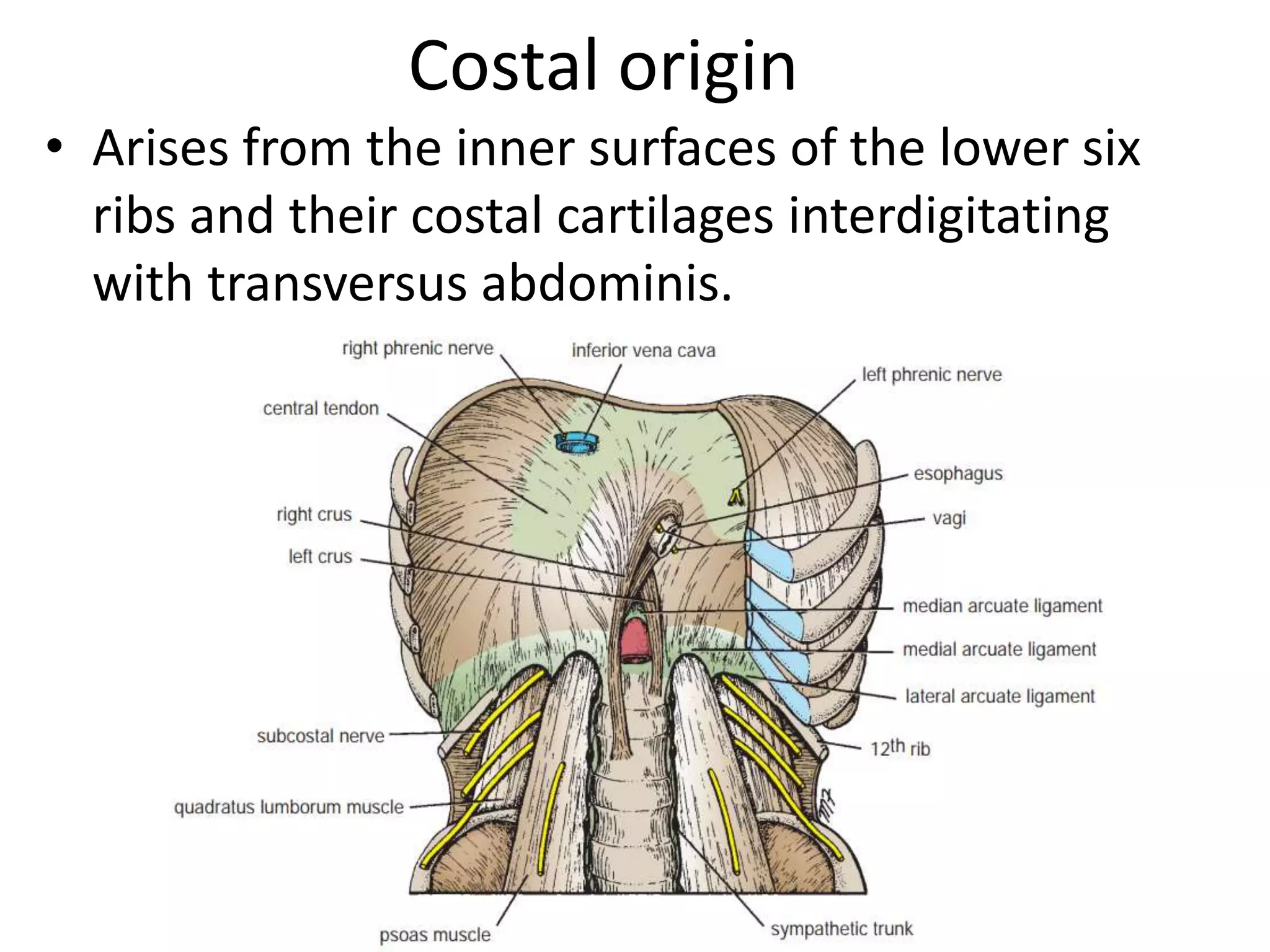 Anatomy of The Diaphragm | PPTX
