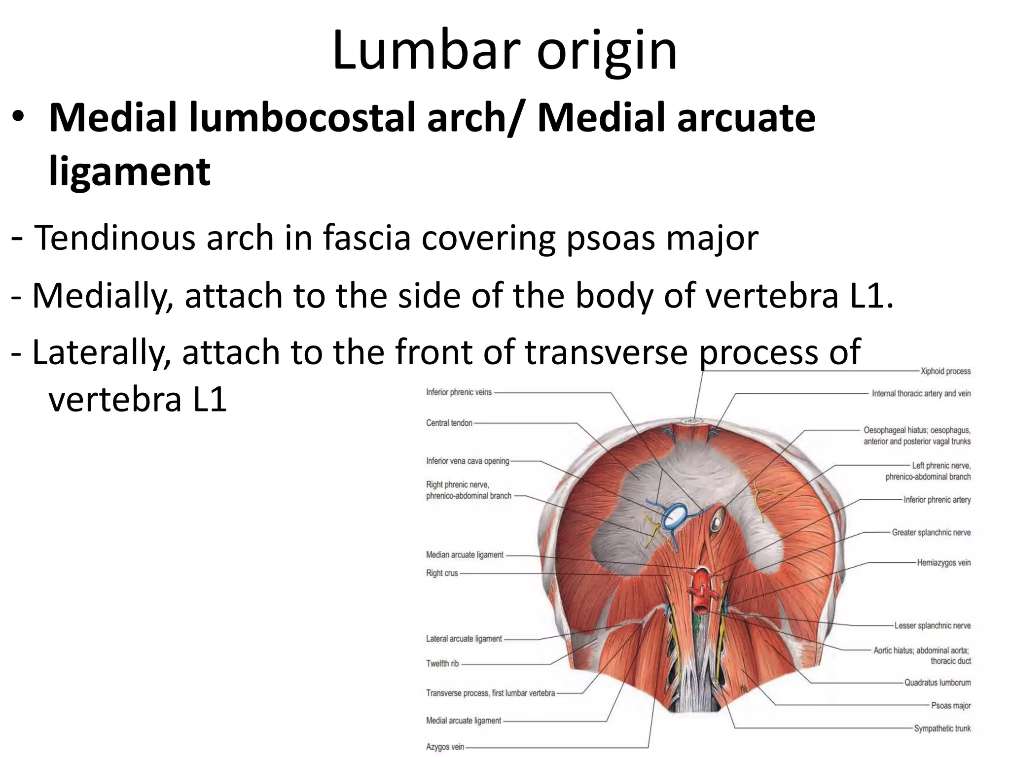 Anatomy of The Diaphragm | PPTX
