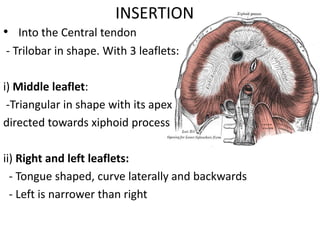 Anatomy of The Diaphragm | PPTX