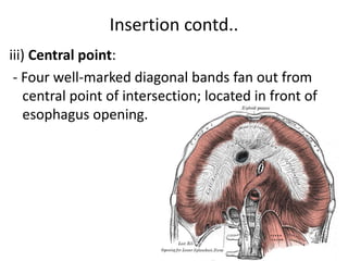 Anatomy of The Diaphragm | PPTX
