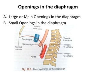 Anatomy of The Diaphragm | PPTX
