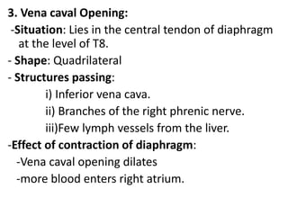 Anatomy of The Diaphragm | PPTX