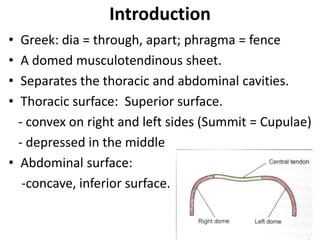 Anatomy of The Diaphragm | PPTX