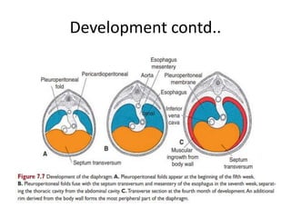 Anatomy of The Diaphragm | PPTX