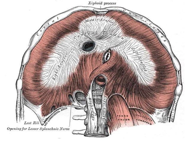 Anatomy of The Diaphragm