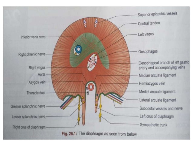 Anatomy of The Diaphragm