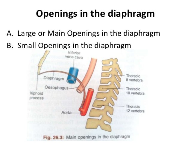 Anatomy of The Diaphragm