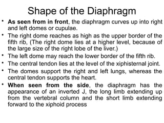 diaphragm-200205084345.pptx11111111111111 | PPT