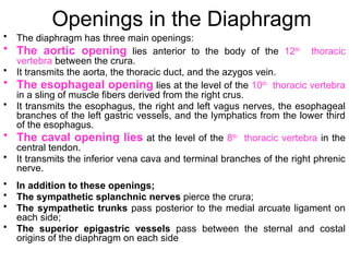 diaphragm-200205084345.pptx11111111111111 | PPT