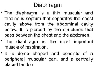 diaphragm-200205084345.pptx11111111111111 | PPTX