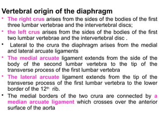 diaphragm-200205084345.pptx11111111111111 | PPTX