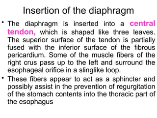 diaphragm-200205084345.pptx11111111111111 | PPTX