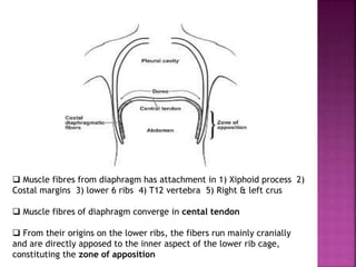 Diaphragmatic Disorders | PPTX