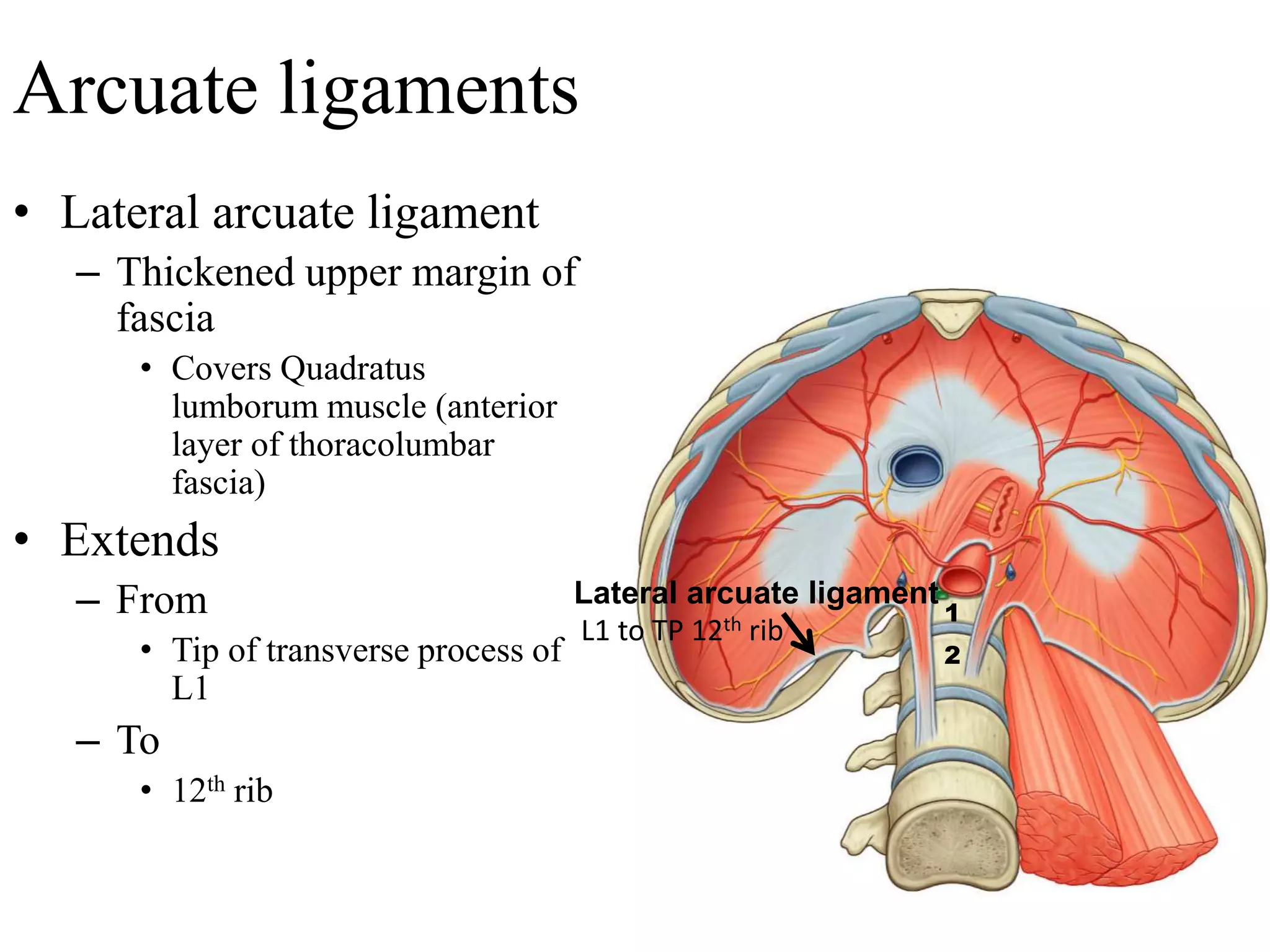 diaphragm.pptx