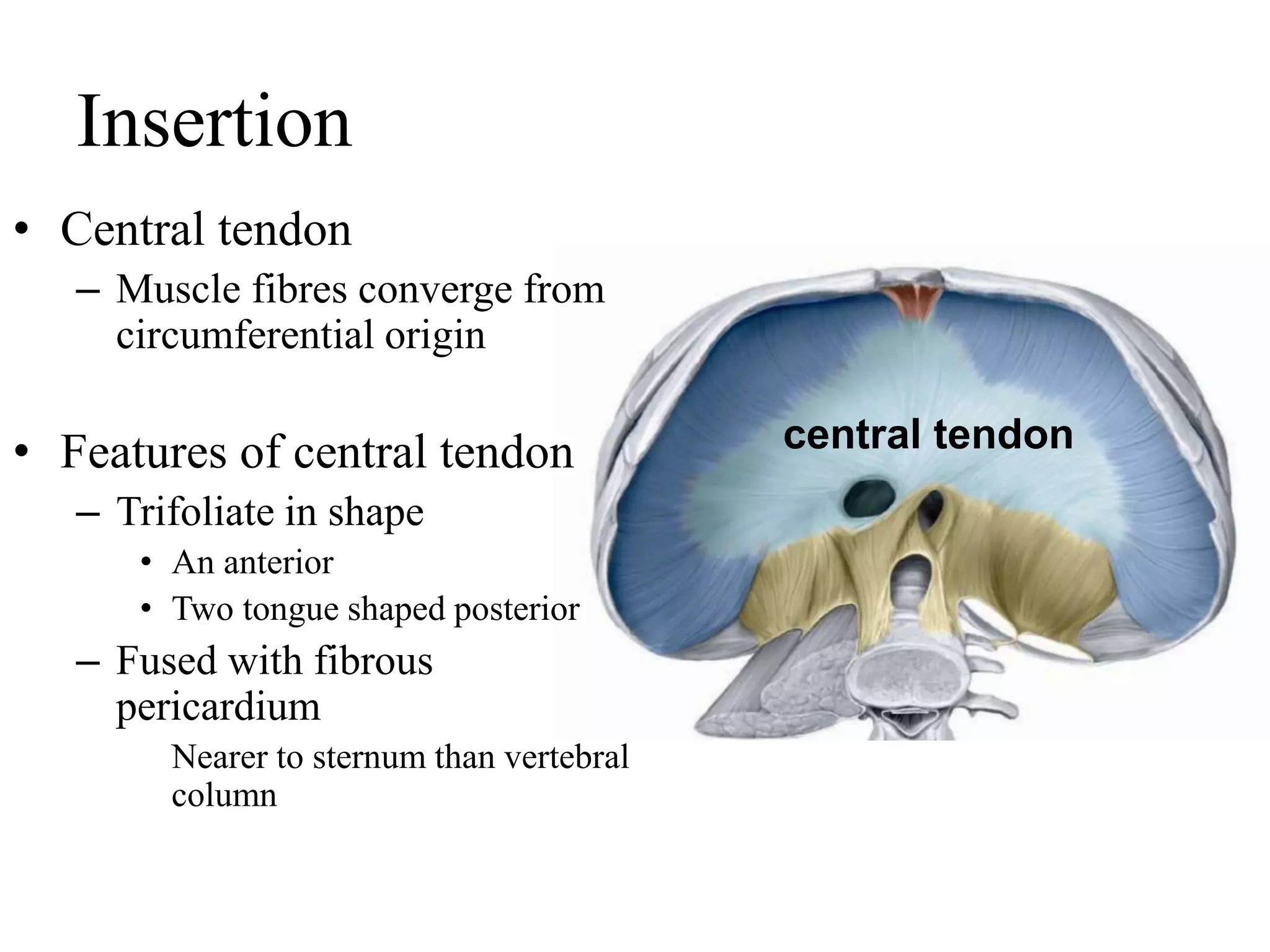 diaphragm.pptx
