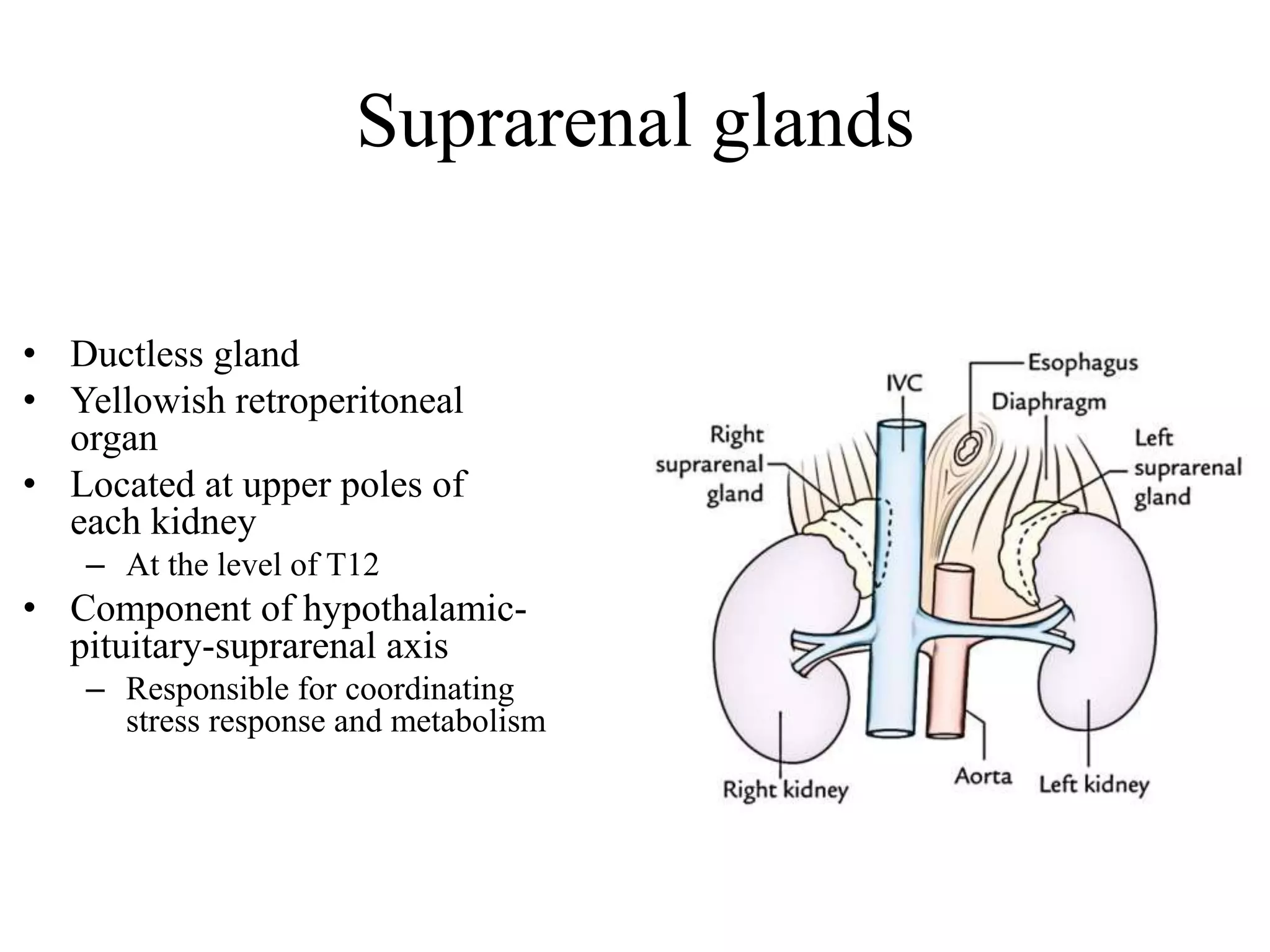 diaphragm.pptx
