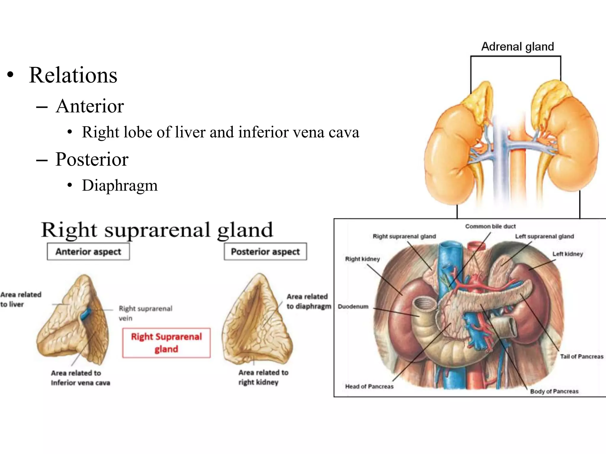 diaphragm.pptx