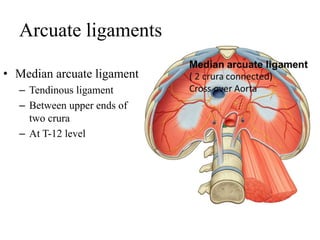 diaphragm.pptx