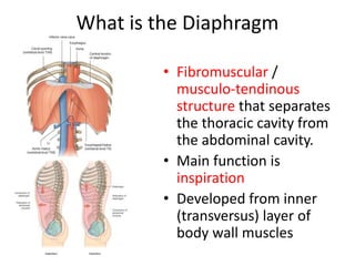 Diaphragm.pptx