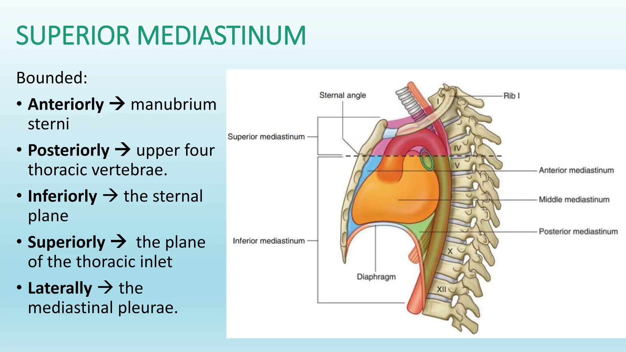 Diaphragm. Accessory muscles of respiration thoracic duct.pptx
