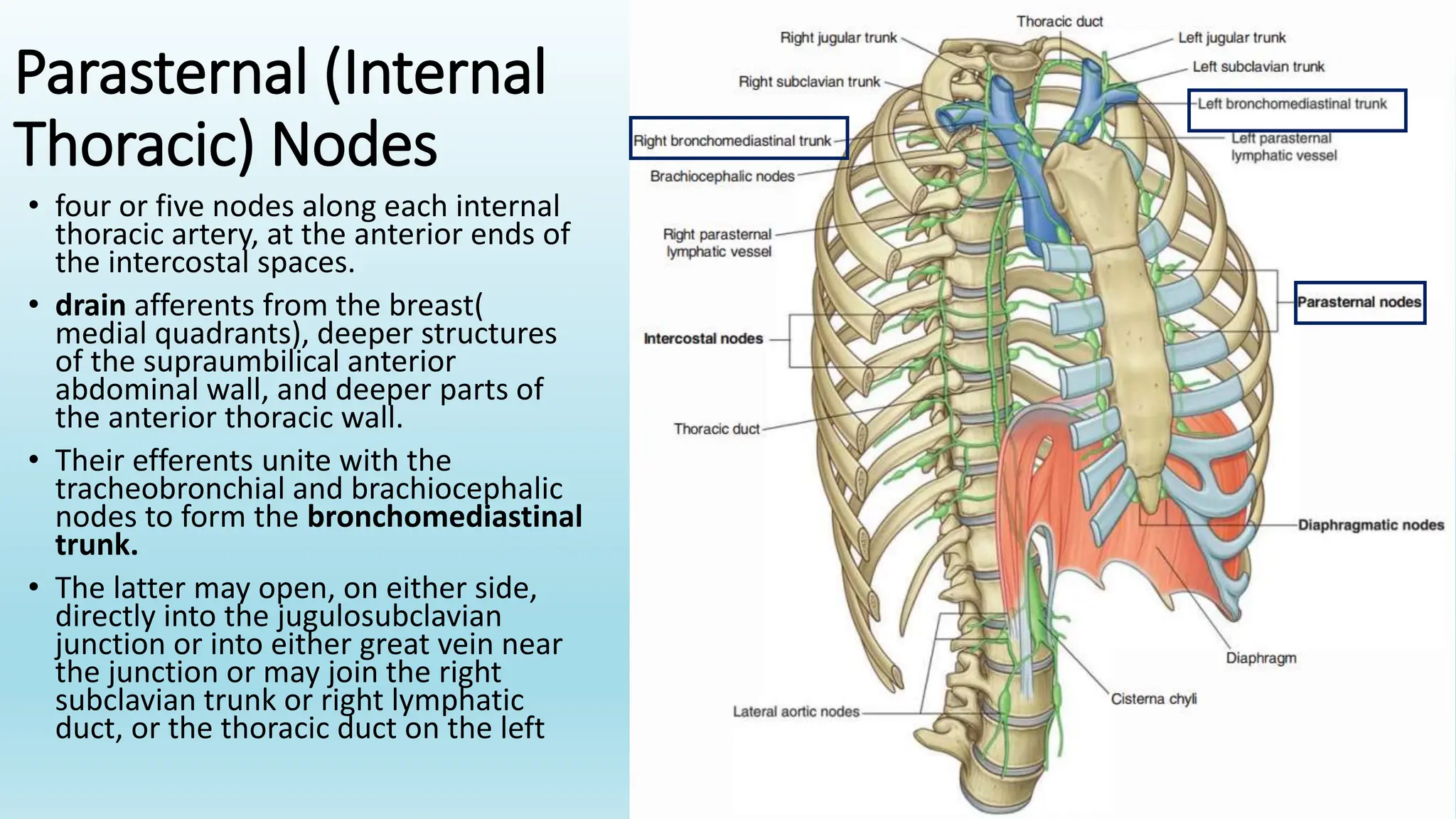 Diaphragm. Accessory muscles of respiration thoracic duct.pptx