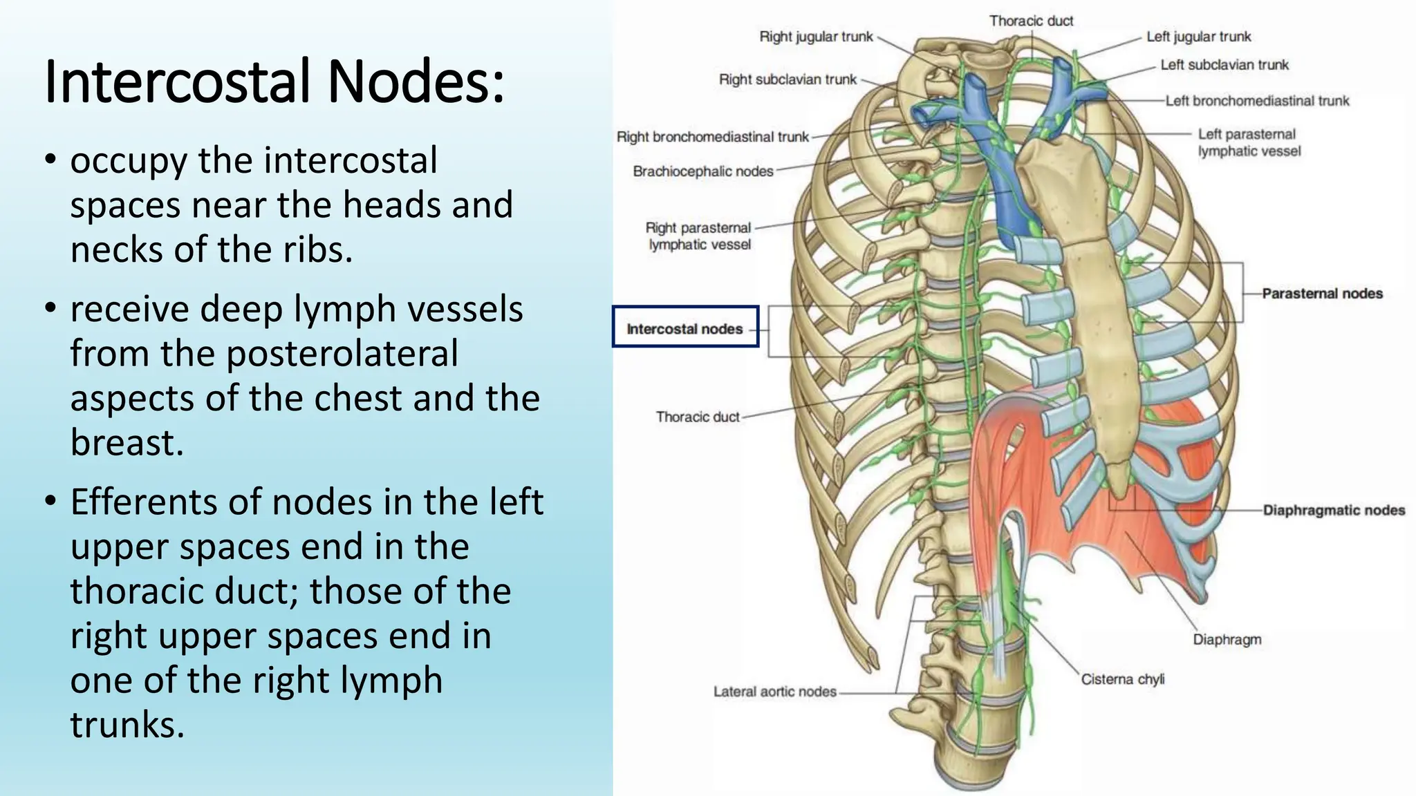 Diaphragm. Accessory muscles of respiration thoracic duct.pptx