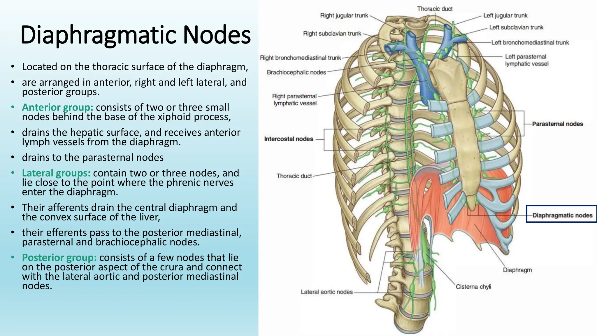 Diaphragm. Accessory muscles of respiration thoracic duct.pptx